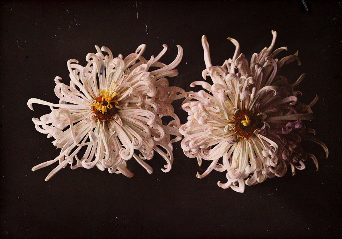 Autochrome of dahlias ca 1910 – un regard oblique