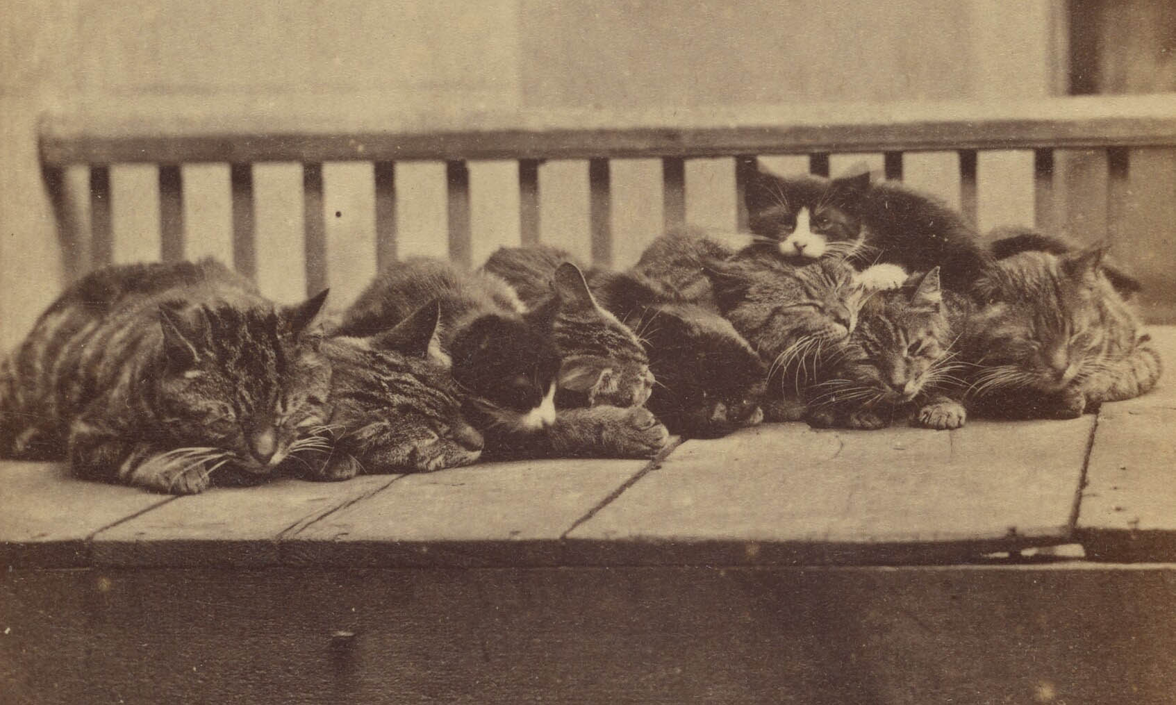 The Brighton Cats · Henry Pointer – un regard oblique